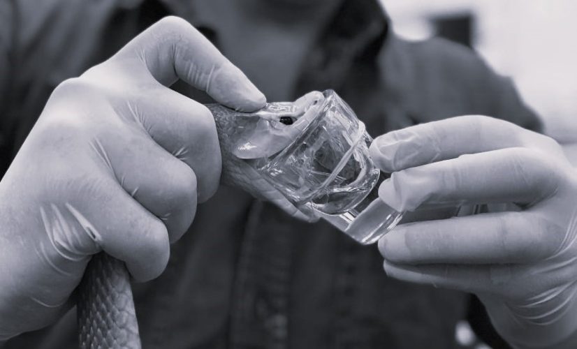 Snake Venom Arthritis Methods on Quatech “Gorgio International Holding ...